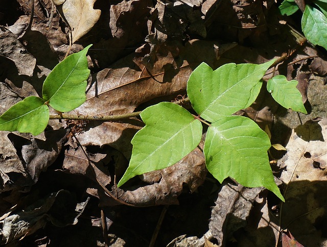 Poison Ivy, Oak and Sumac: What you need to know - Liddell Laboratories