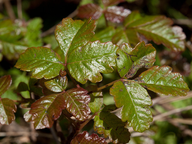 Poison Ivy, Oak and Sumac: What you need to know - Liddell Laboratories